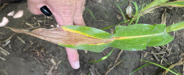 N Deficiency | Dairyland Seed Co