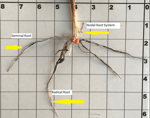 Sandblasting | Dairyland Seed Co