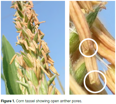 Timing of Pollen Shed in Corn | Dairyland Seed